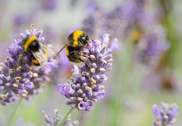 Humlor i trädgården? Döda dem inte! | Kurera.se
